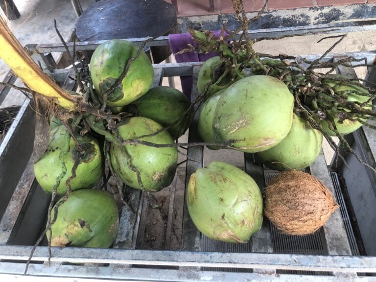What Are the Types of Coconuts? Benefits and Uses | Travelertopia